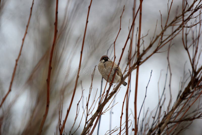 Birdie stock image. Image of travel, outdoors, landscape - 50374653