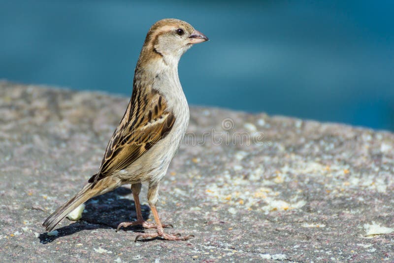 Birdie stock photo. Image of animali, observes, birdie - 43654548