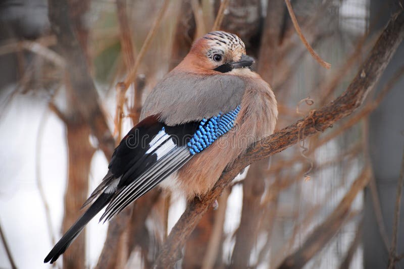 Birdie of Sojka stock image. Image of sojka, bright, birdie - 23891371