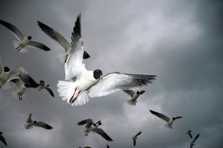 Birds stock photo. Image of ocean, style, alfred, group - 10058196