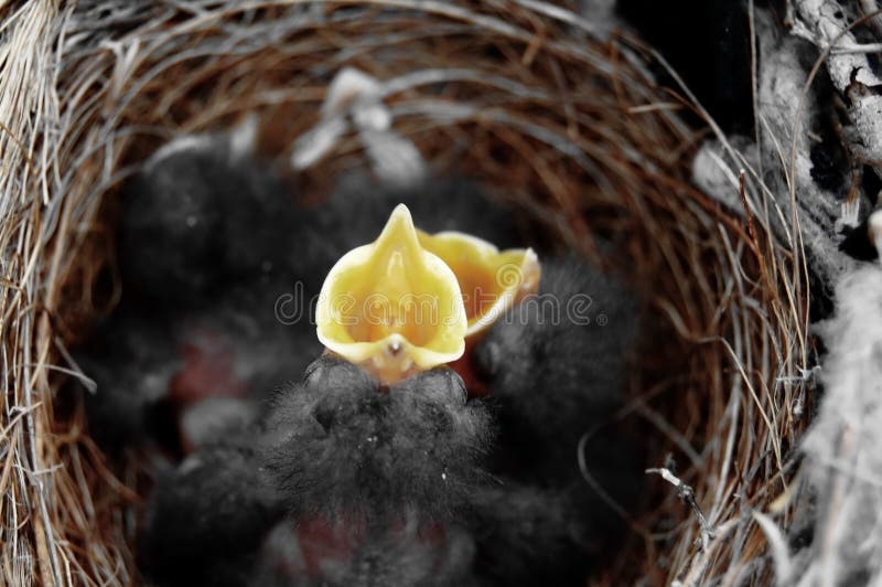 Birds stock image. Image of chick, feather, baby, helpless - 13947913