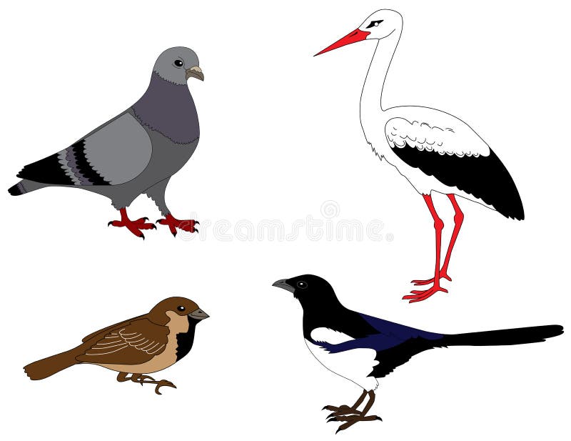 Family of Corvids Corvidae, Set Stock Illustration - Illustration of ...