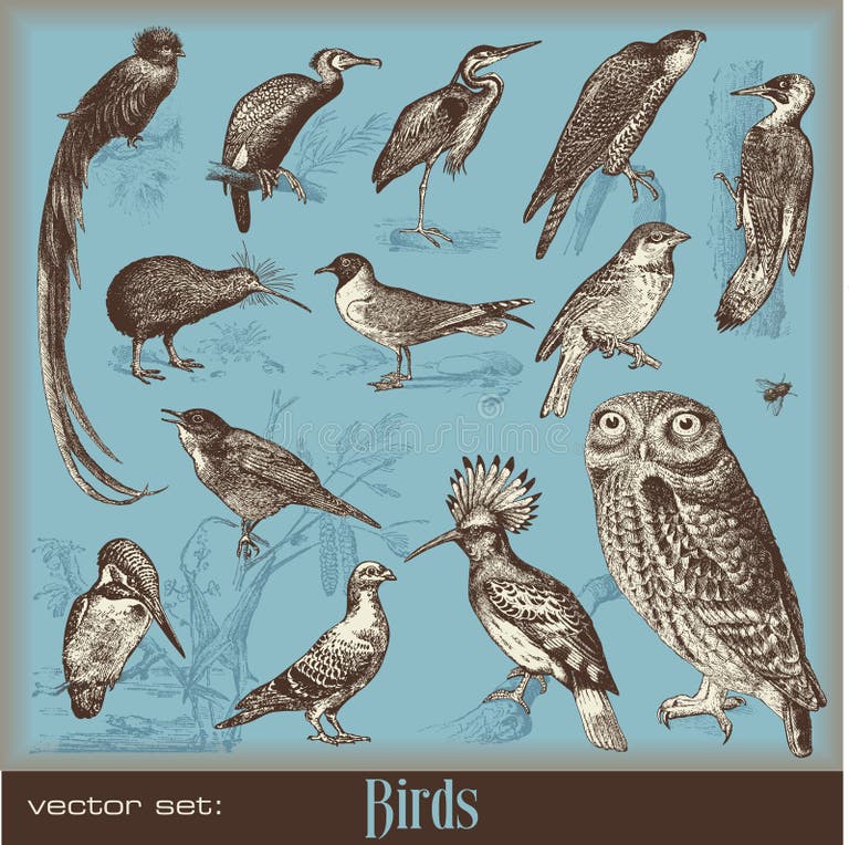 Endemic Birds Stock Illustrations – 244 Endemic Birds Stock ...