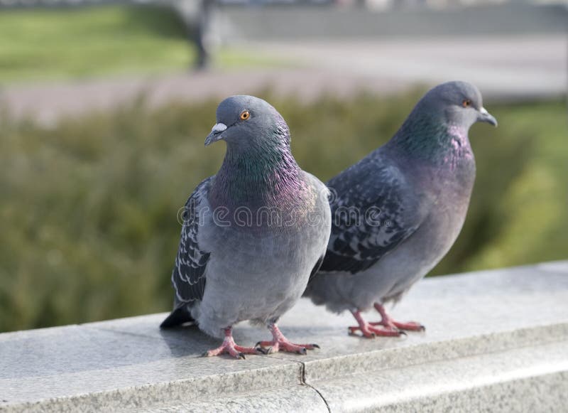 Birds stock photo. Image of animal, quarrel, outdoor - 17386996