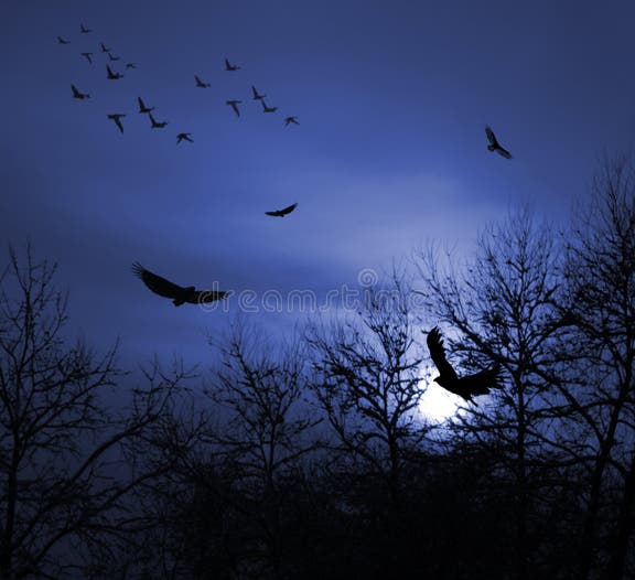 34+ Sad birds Free Stock Photos - StockFreeImages