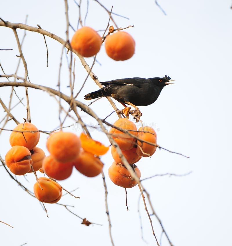 Persimmon Birds Stock Photos - Free & Royalty-Free Stock Photos from ...