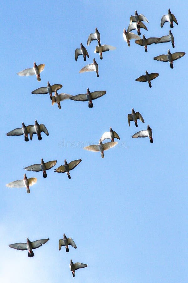 Birds stock image. Image of summer, group, birds, fast - 2764759