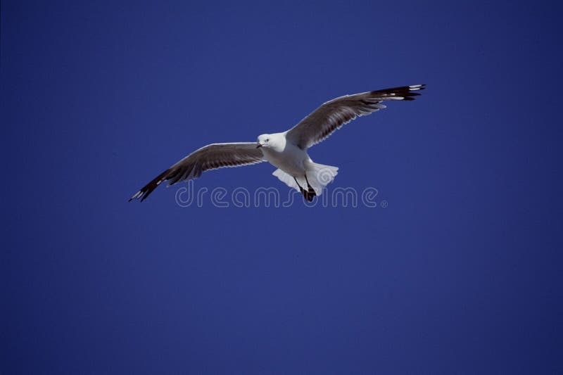 Birds stock image. Image of wing, webbed, bird, green, field - 279819