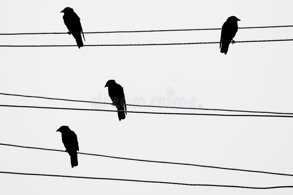 Birds stock photo. Image of electricity, conductor, overhead - 3160728