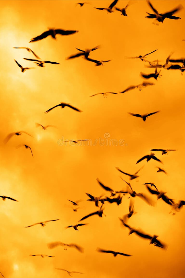 856 Birds Flying Outline Stock Photos - Free & Royalty-Free Stock ...