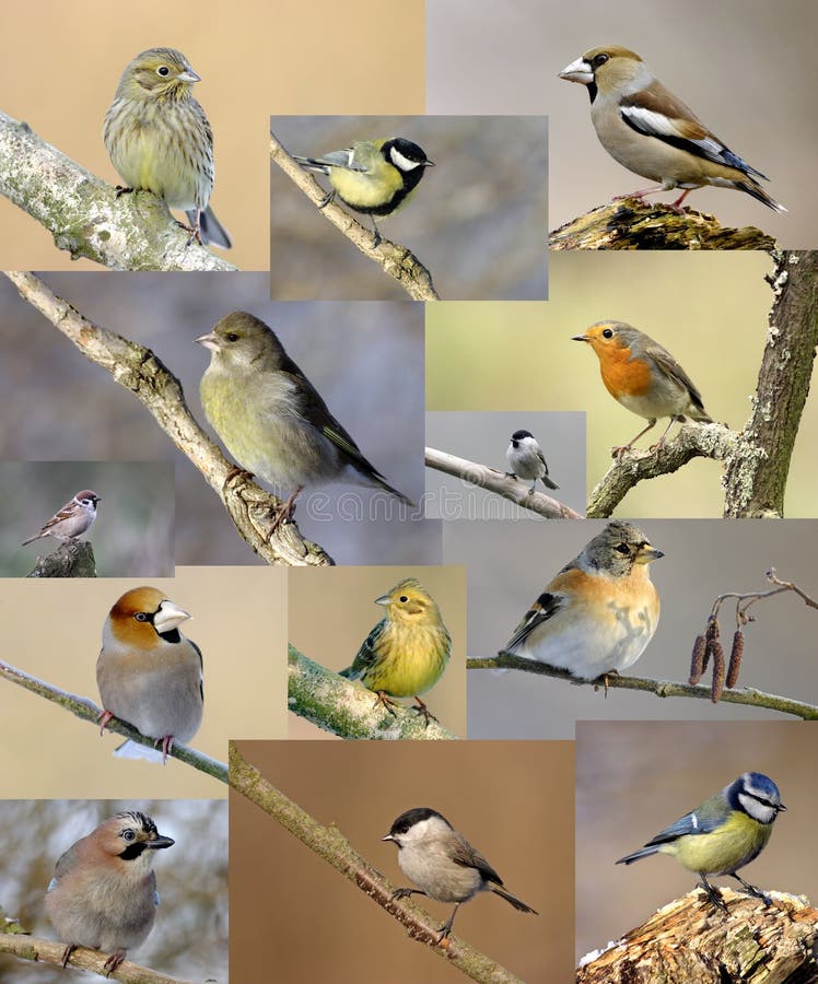 Birds stock image. Image of color, robin, birds, background - 6838095