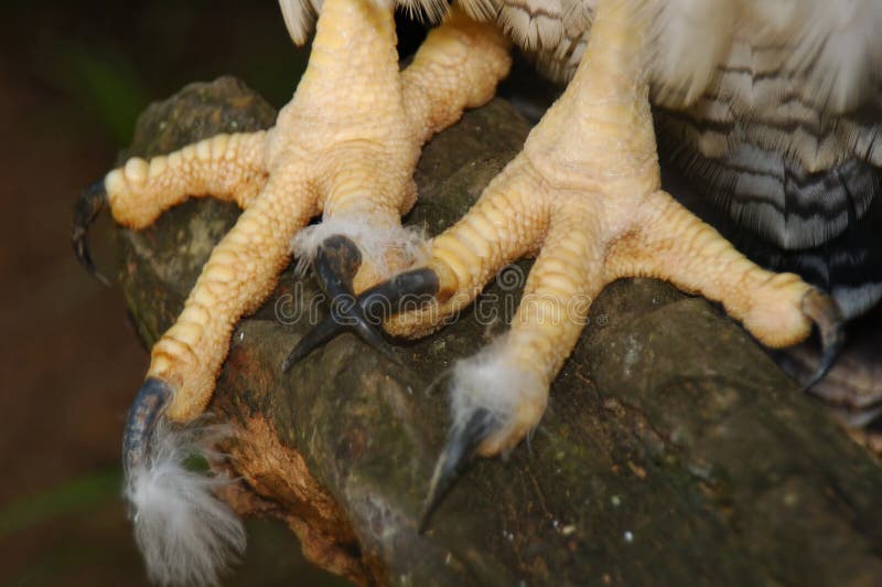 Hawk Claw stock photo. Image of wildlife, beak, close - 1576856