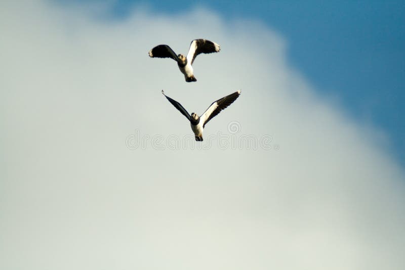 Birds stock photo. Image of wildlife, nature, pure, bird - 7258900
