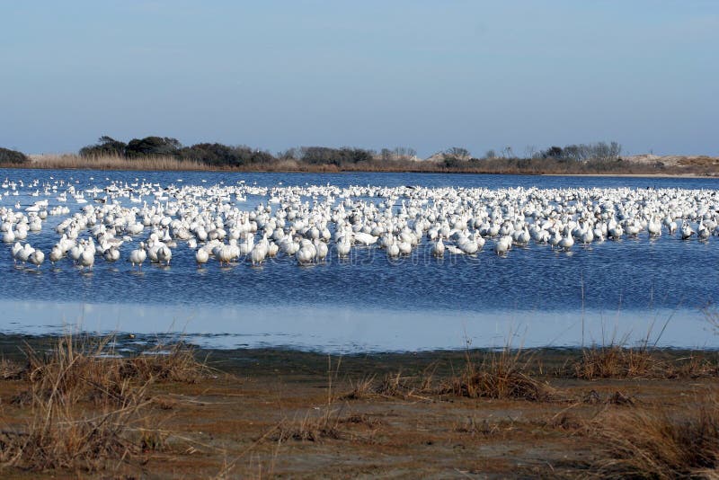 Birds stock photo. Image of seagal, bird, view, birds - 7685322