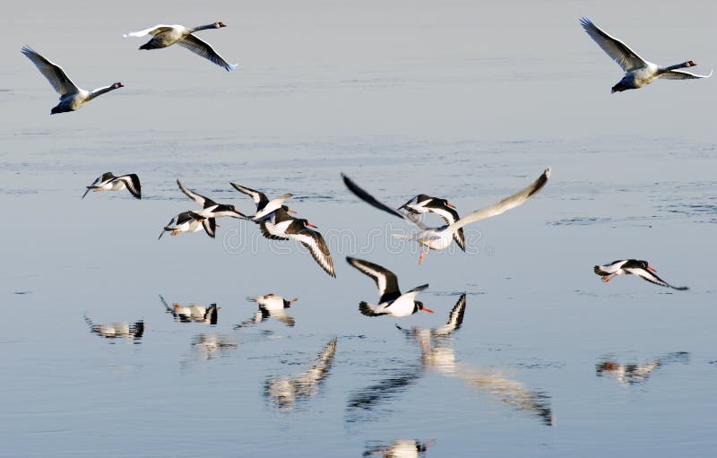 Birds in the air stock image. Image of wilderness, beak - 17683129
