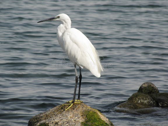 Birds stock image. Image of birds, genus, herons, proardeola - 84865617