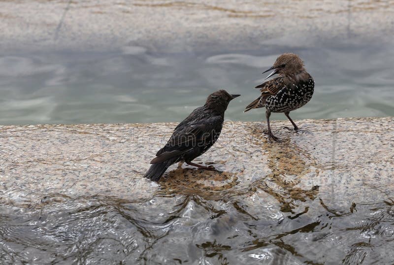 Two Birds Arguing Sparrow on a Branch with Ripe Berries Stock Image ...