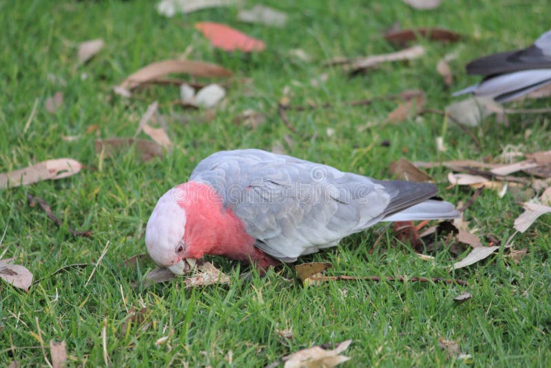 Birds in Australia stock photo. Image of cacatua, bird - 106732392