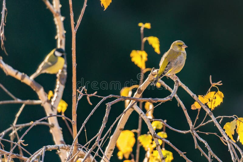 Birds on the Autumn Birch Tree Branches. Stock Image - Image of morning ...