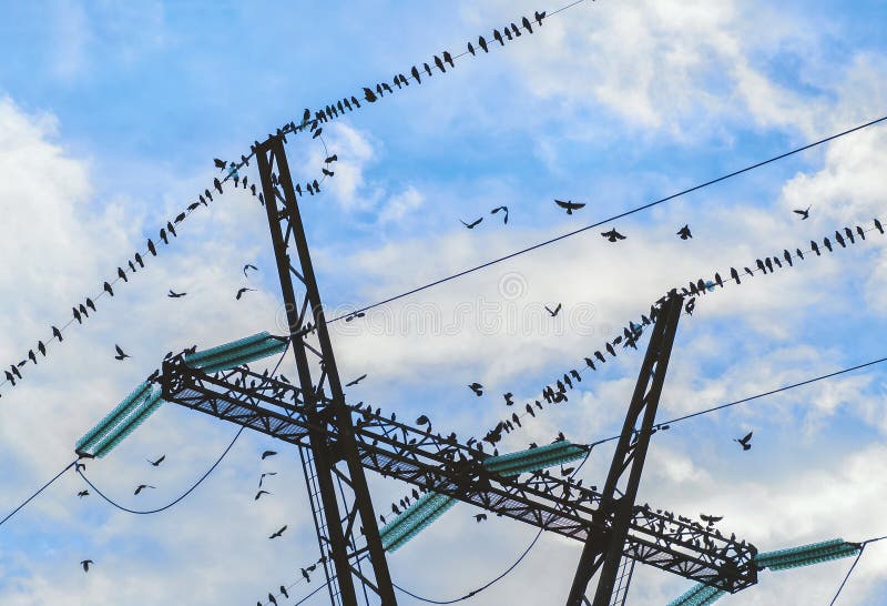 Birds in autumn stock image. Image of birds, animal, season - 77573849
