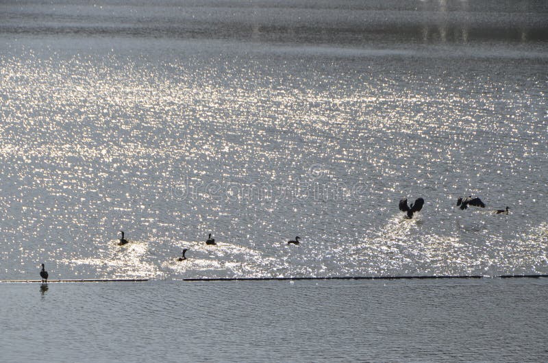 Birds stock image. Image of moss, flowers, twig, healing - 81301557