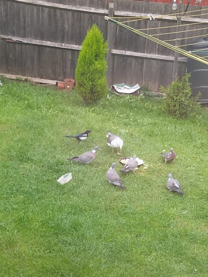 Birds in back garden stock image. Image of farm, animal - 244117673