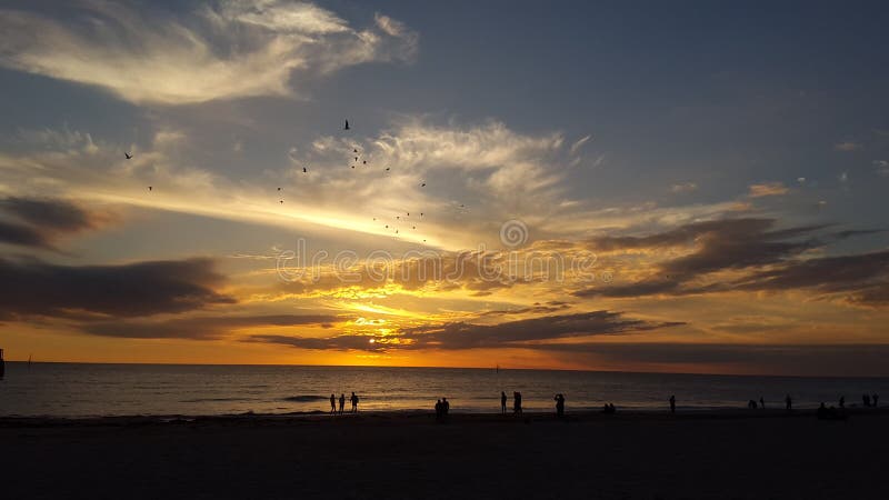 Birds back stock photo. Image of water, swim, back, birds - 95711518
