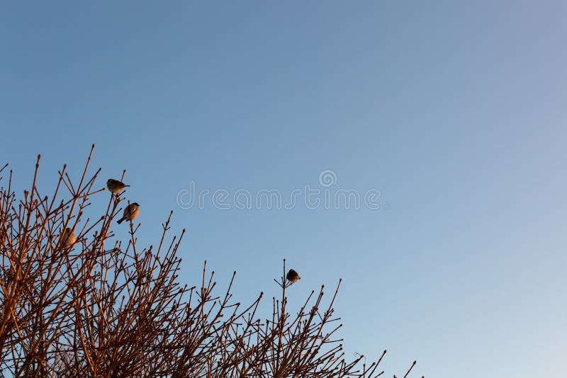 Birds on a Bare Tree Against a Blue Sky Stock Image - Image of view ...