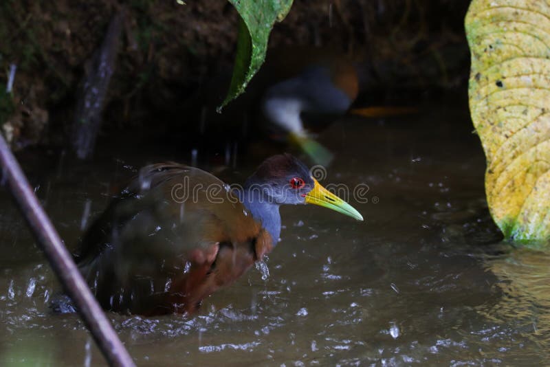 Bathing pond stock photo. Image of season, bathing, awakening - 22956762