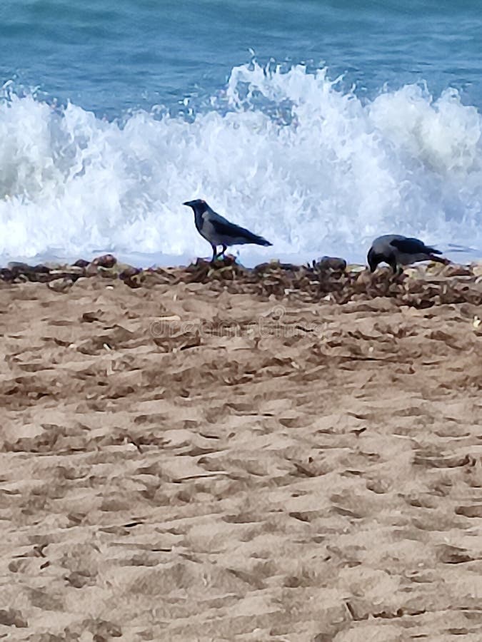 Birds on the beach stock photo. Image of wave, water - 266840520