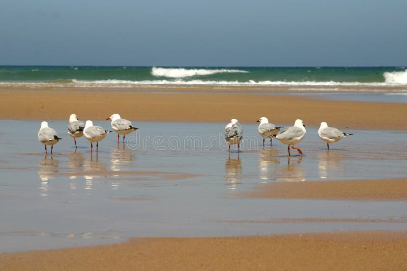 Birds at the beach stock photo. Image of landscape, bird - 430246