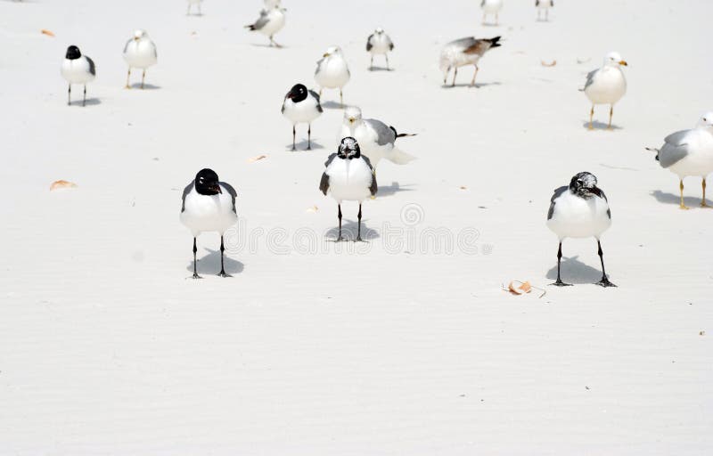 Birds on beach stock photo. Image of sandy, wings, actin - 7410460