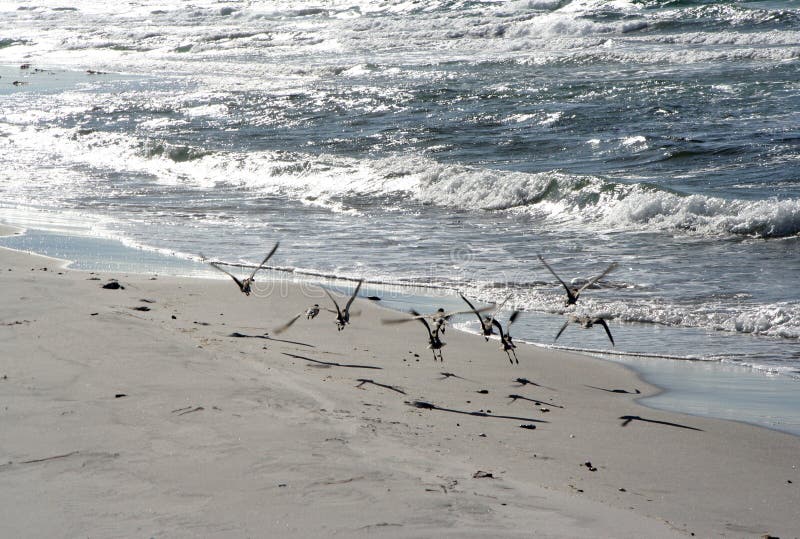 Birds on beach stock photo. Image of beach, birds, flying - 964728