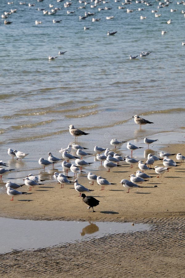 Birds on a Beach stock photo. Image of ocean, beach - 132095856