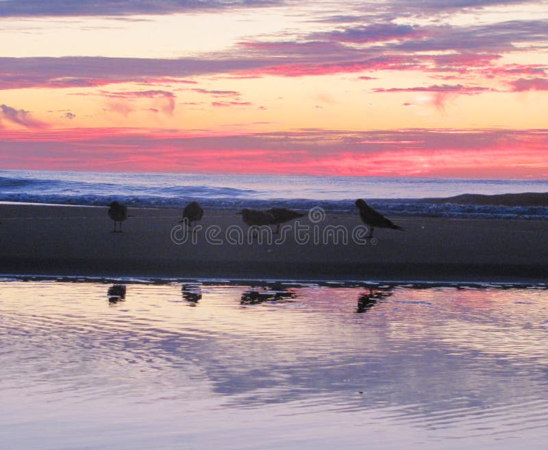 Birds on the beach stock photo. Image of clean, oceancity - 95786116