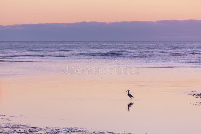 Birds on beach stock photo. Image of destination, travel - 265783658