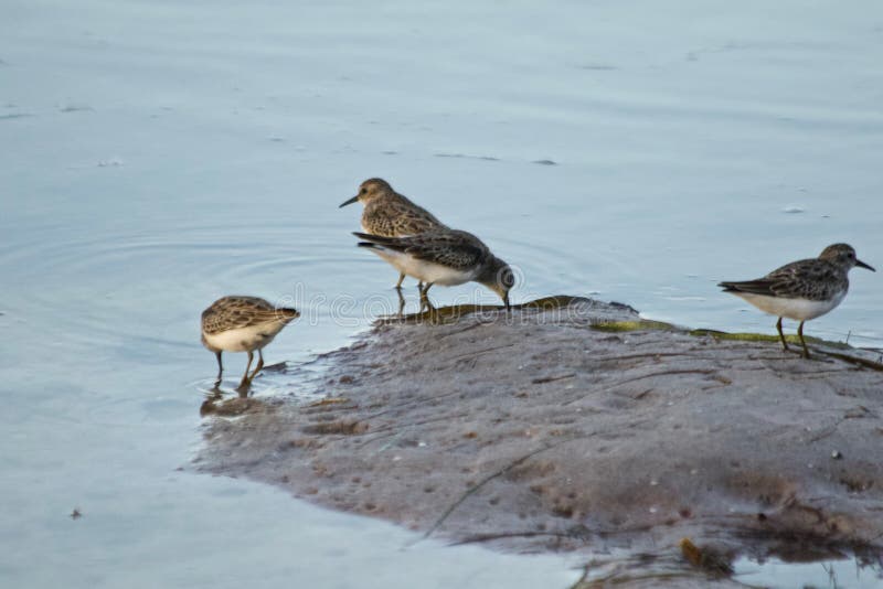 Birds at the beach stock photo. Image of four, beach - 127946190