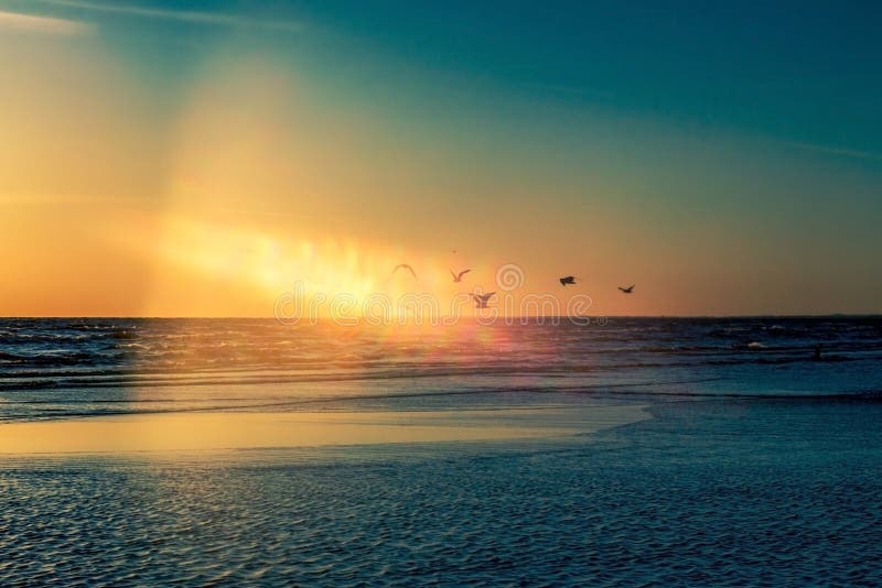 Birds at the beach sunset stock photo. Image of color - 73276182