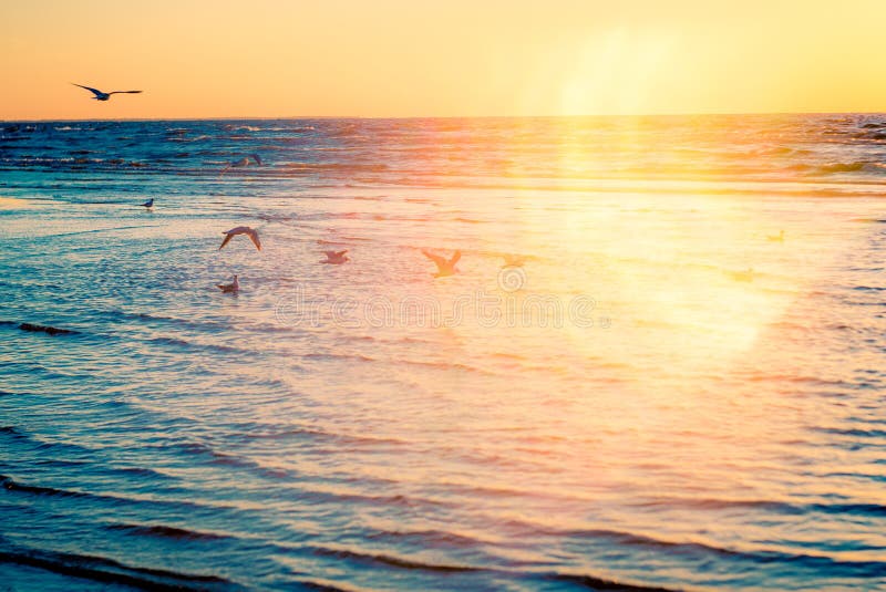 Birds at the beach sunset stock photo. Image of light - 73278246