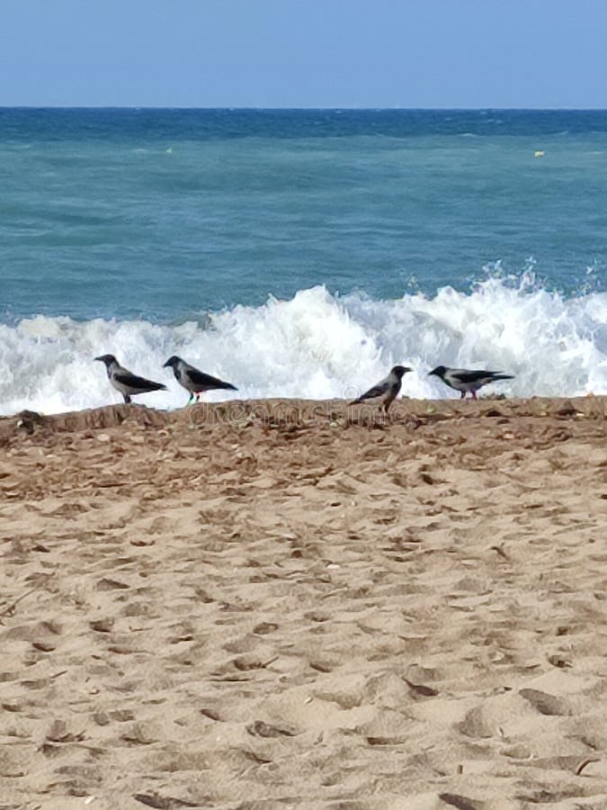 Birds beach waves stock image. Image of wind, birds - 266840171