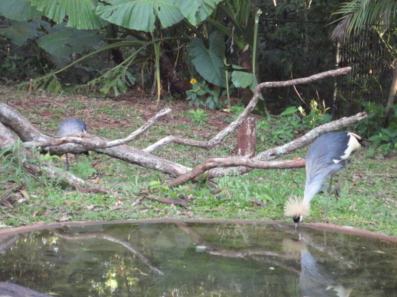 Birds stock image. Image of hydropower, brazil, largest - 76529879