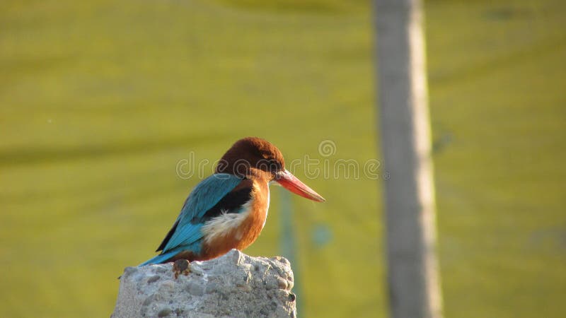 Birds stock photo. Image of colours, beautiful, bird - 89998654