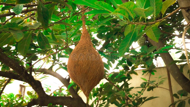 Birds Beautiful Single Nest Stock Image - Image of beautifulindian ...
