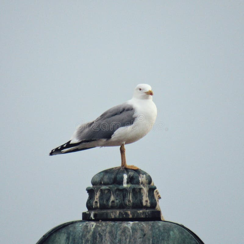 Birds 1 stock photo. Image of marseille, france, detail - 130881686