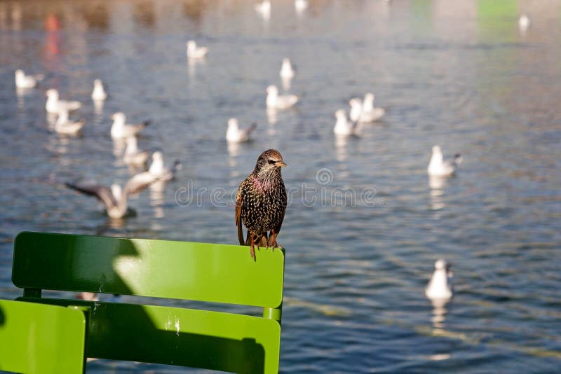 Birds stock image. Image of city, lake, rest, bird, wildlife - 58303593