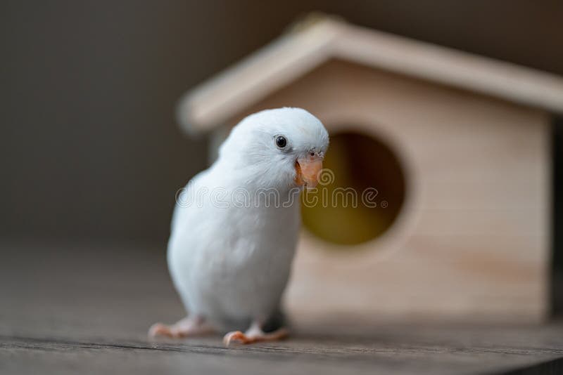 Birds in a Birdhouse, Tiny Parrot Parakeet, White Forpus Bird Stock ...