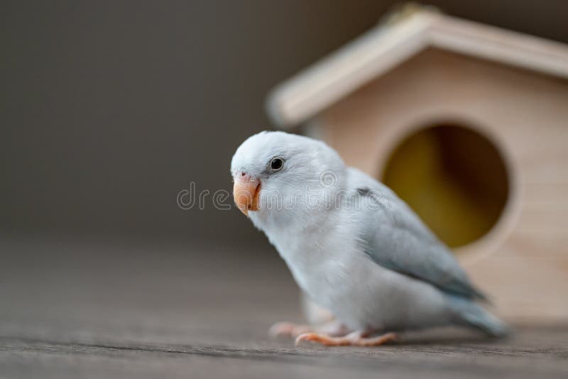 Birds in a Birdhouse, Tiny Parrot Parakeet, White Forpus Bird Stock ...