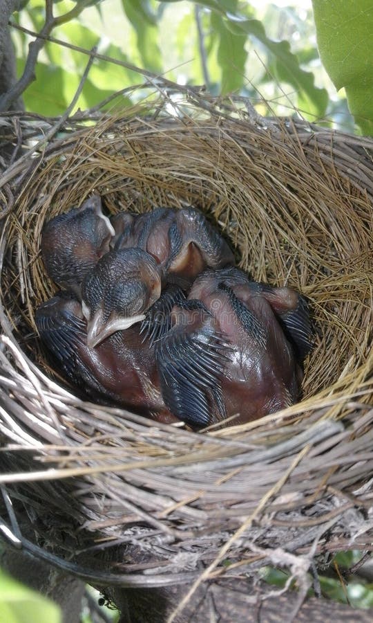 947 Birds Save Photos - Free & Royalty-Free Stock Photos from Dreamstime