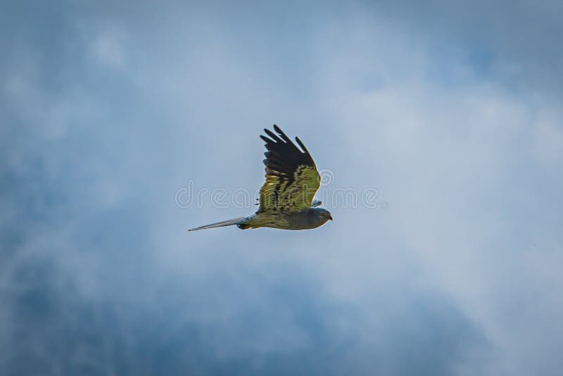 Birds in the Blue Sky, High Above the Ground Stock Image - Image of ...
