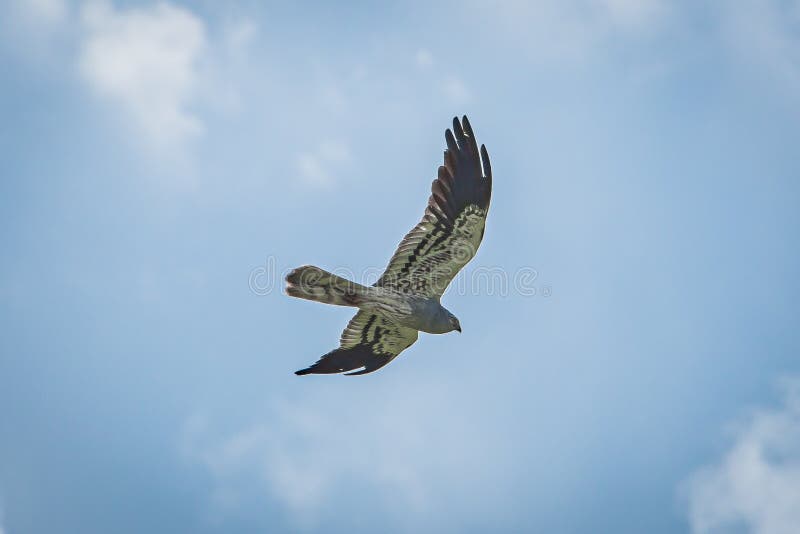 Birds in the Blue Sky, High Above the Ground Stock Photo - Image of ...